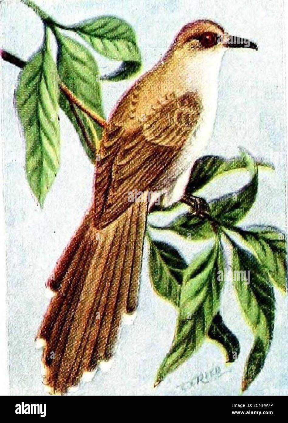 . The bird book, illustrating in natural colors more than seven hundred ...