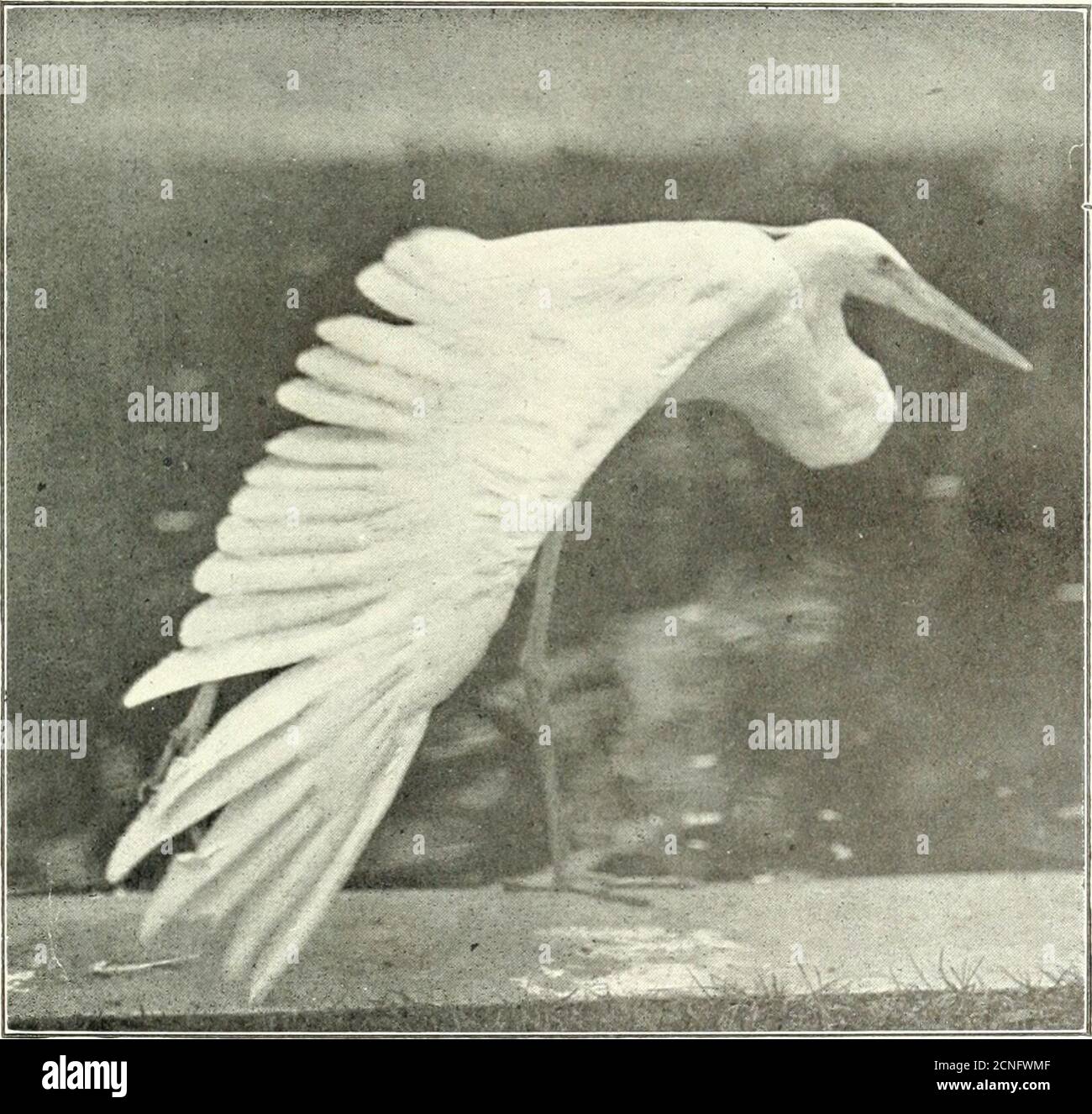 . The bird, its form and function . Fig. 255.—Young Green Heron ...