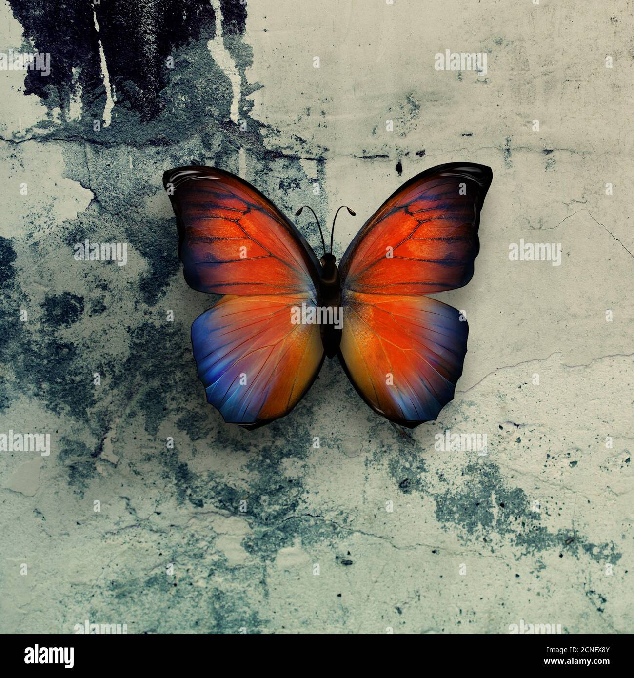 Unusual butterfly hi-res stock photography and images - Alamy