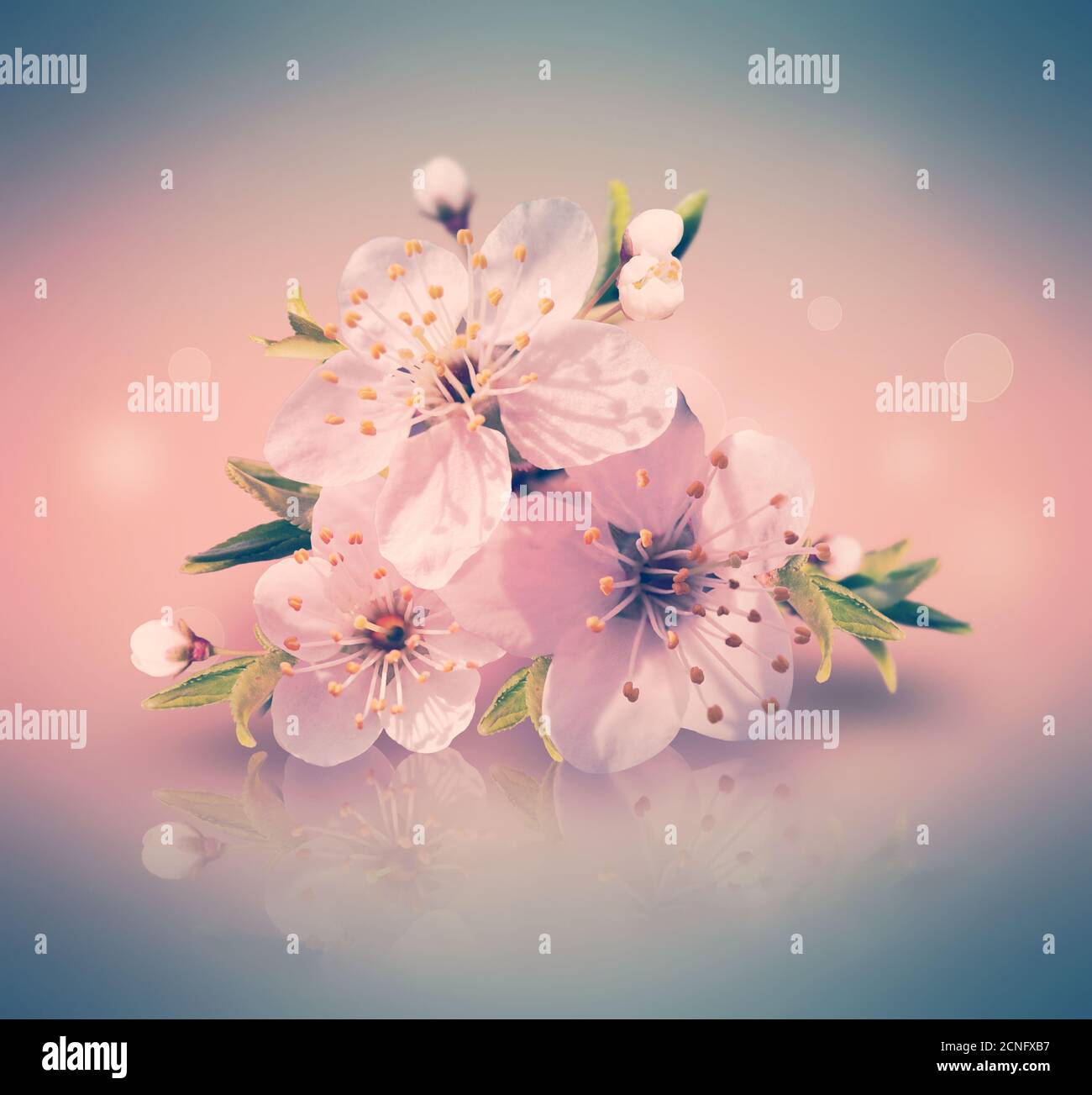 Spring card background Stock Photo - Alamy