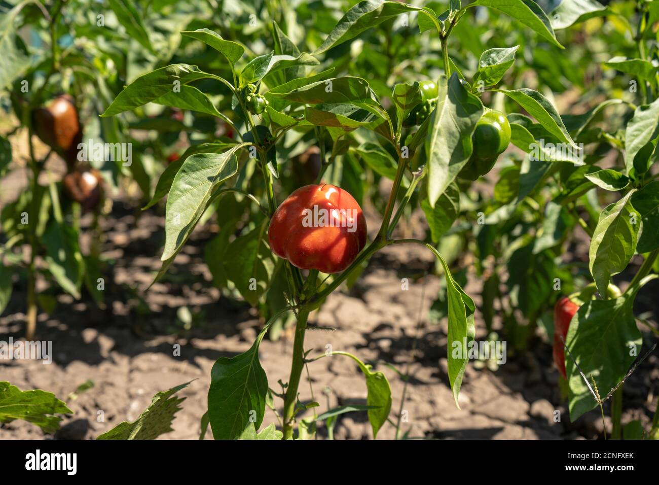 red ripe bell pepper on bushes in a garden, summer harvesting Stock ...