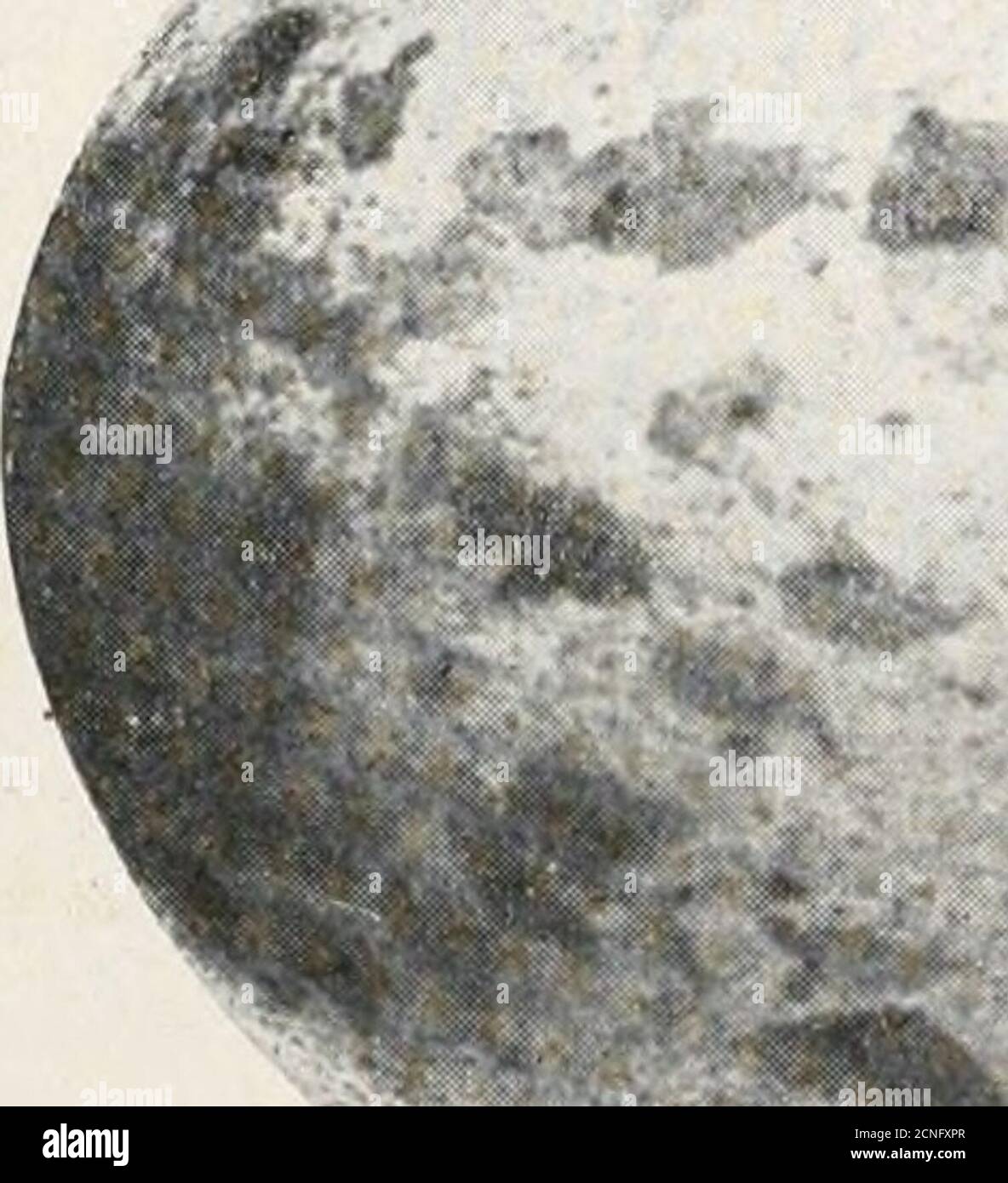 Little brown crane hi-res stock photography and images - Alamy