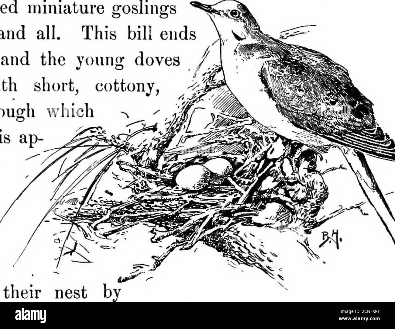 Mourning Dove Flying Drawing