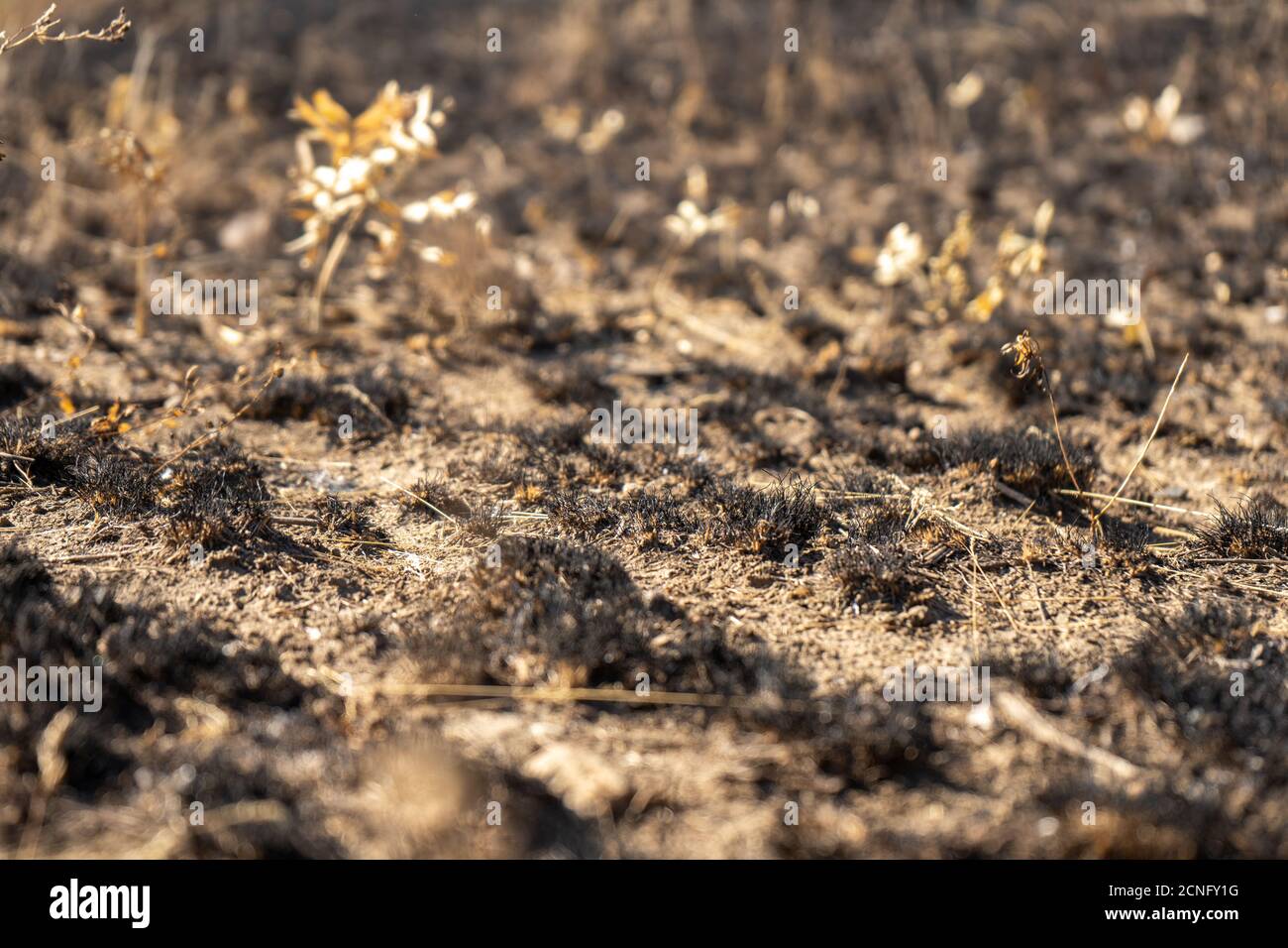 Field burnt grass after hi-res stock photography and images - Alamy