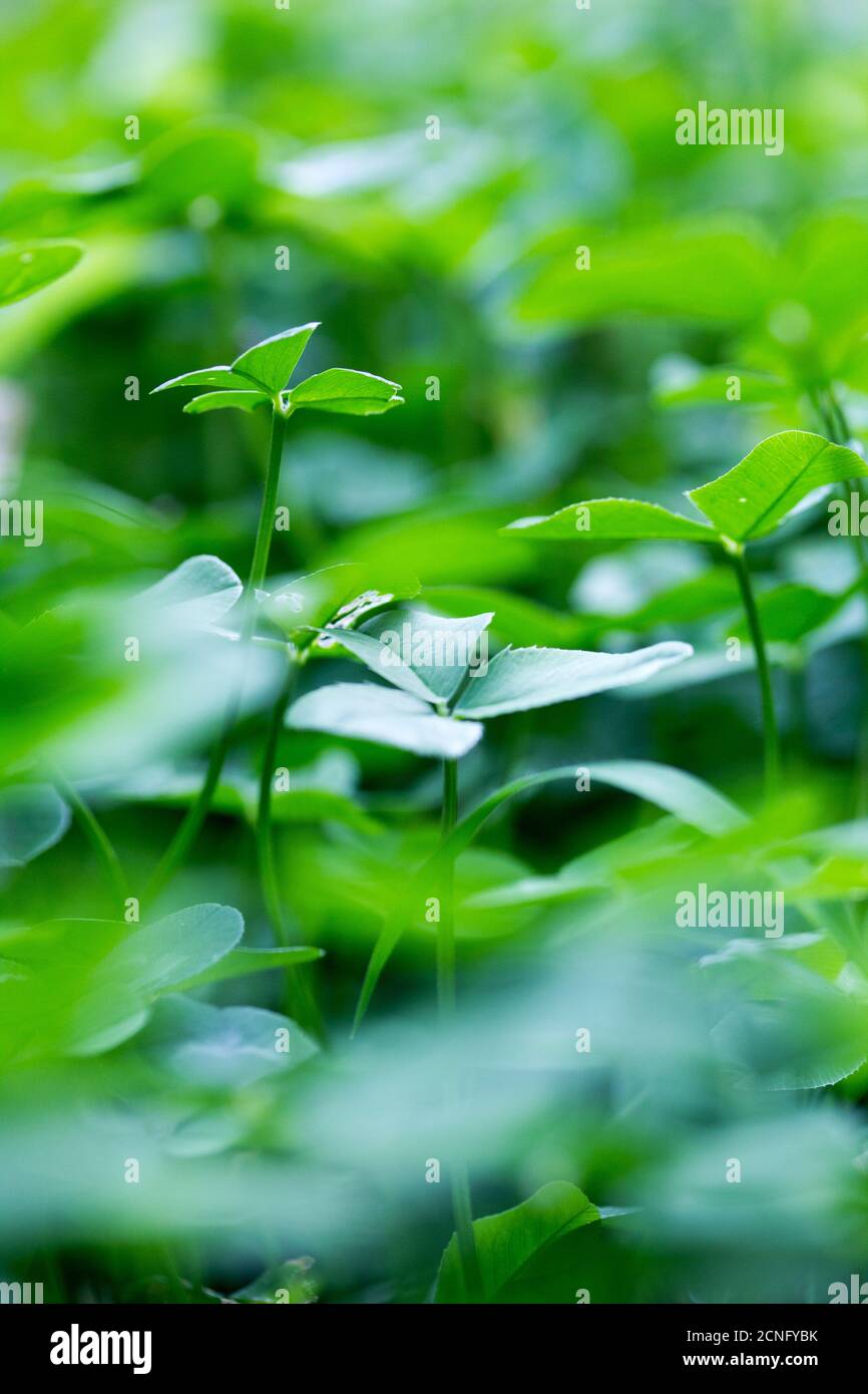 Plant leaves foliage leaf hi-res stock photography and images - Alamy