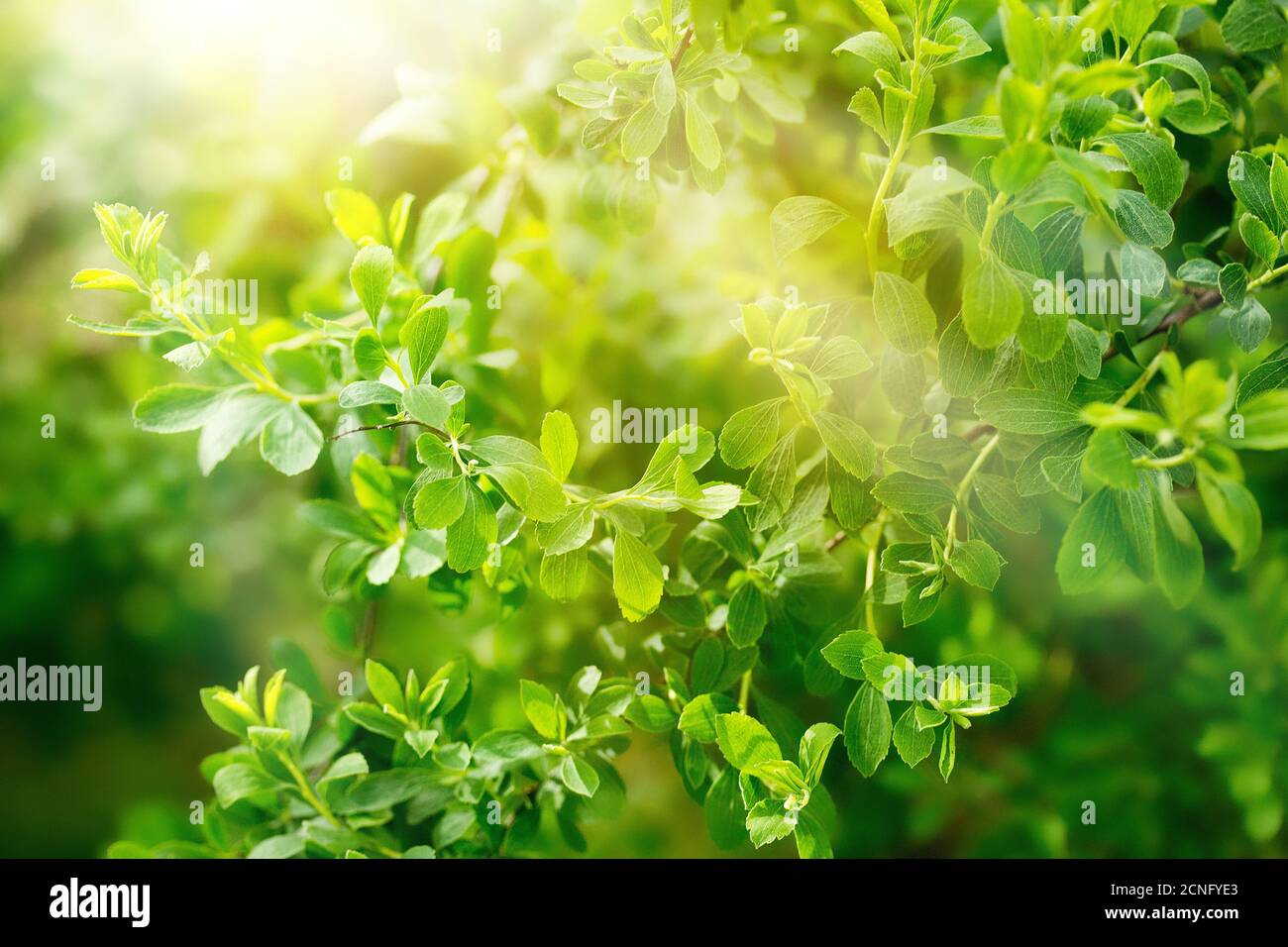 green fresh foliage Stock Photo - Alamy