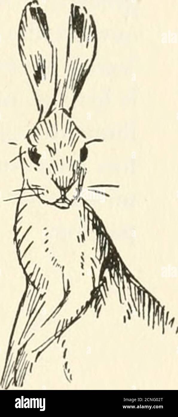 Half Human Half Rabbit Drawing