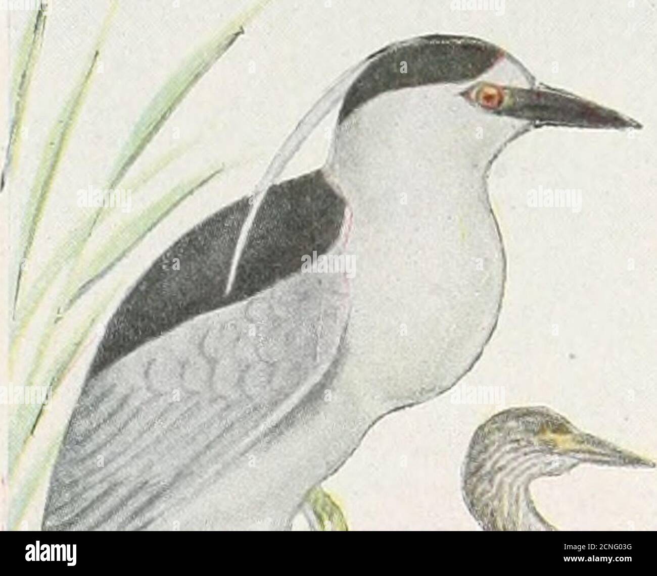 . The bird book : illustrating in natural colors more than seven ...