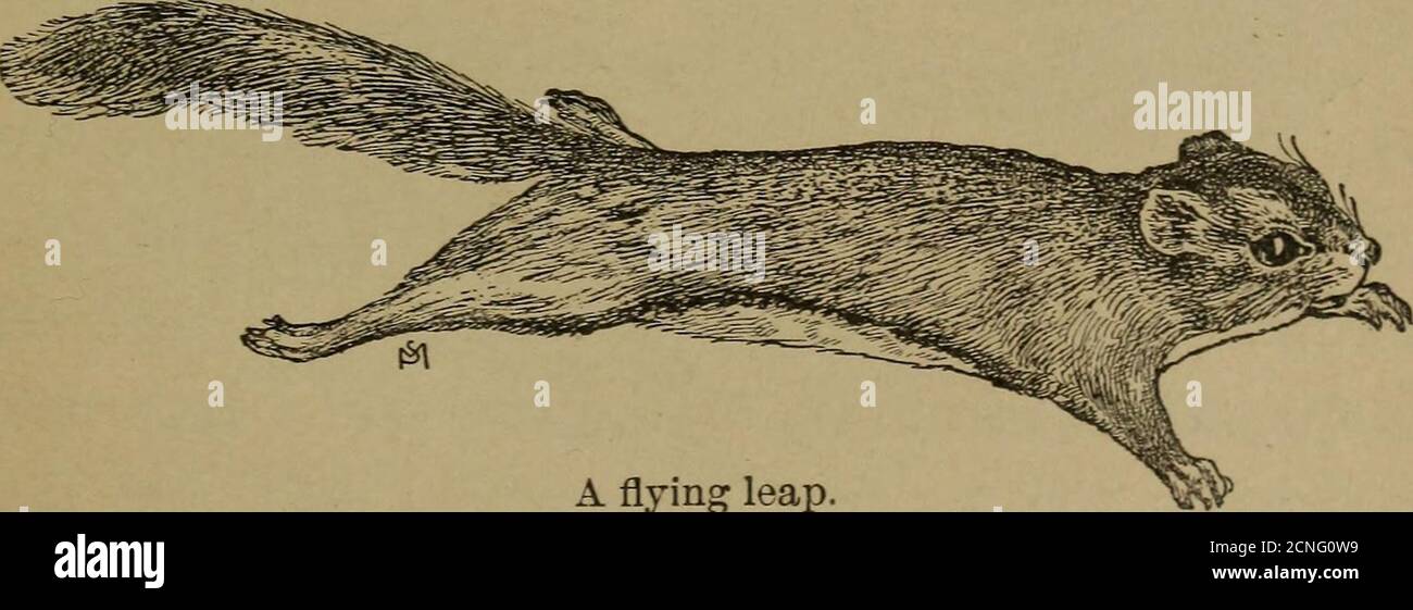 Country salamanders hi-res stock photography and images - Alamy