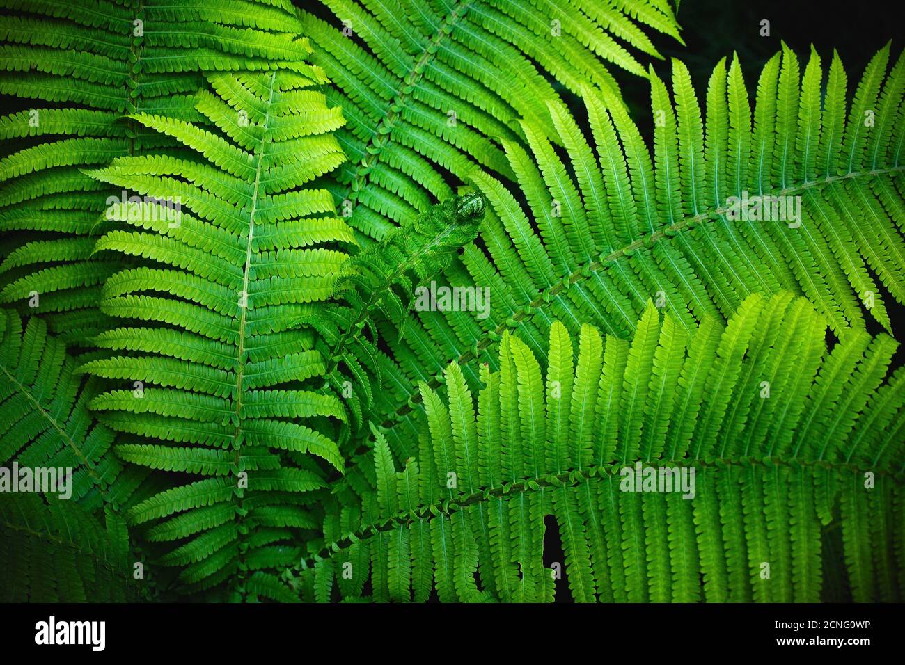 Fern leaves full screen Stock Photo - Alamy