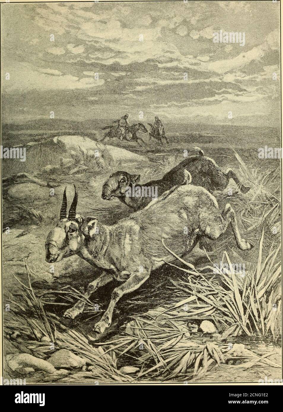 Lyre shape horns hi-res stock photography and images - Alamy