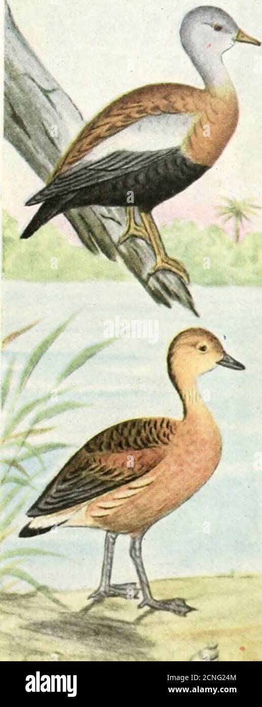 Long legged duck hi-res stock photography and images - Alamy