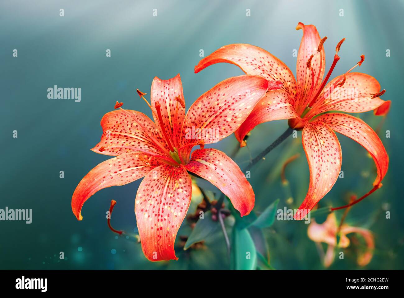 Red lilies hi-res stock photography and images - Alamy