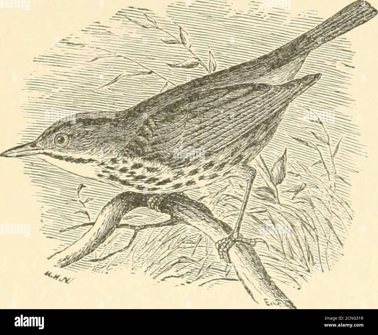 Birds through an opera glass hi-res stock photography and images - Alamy