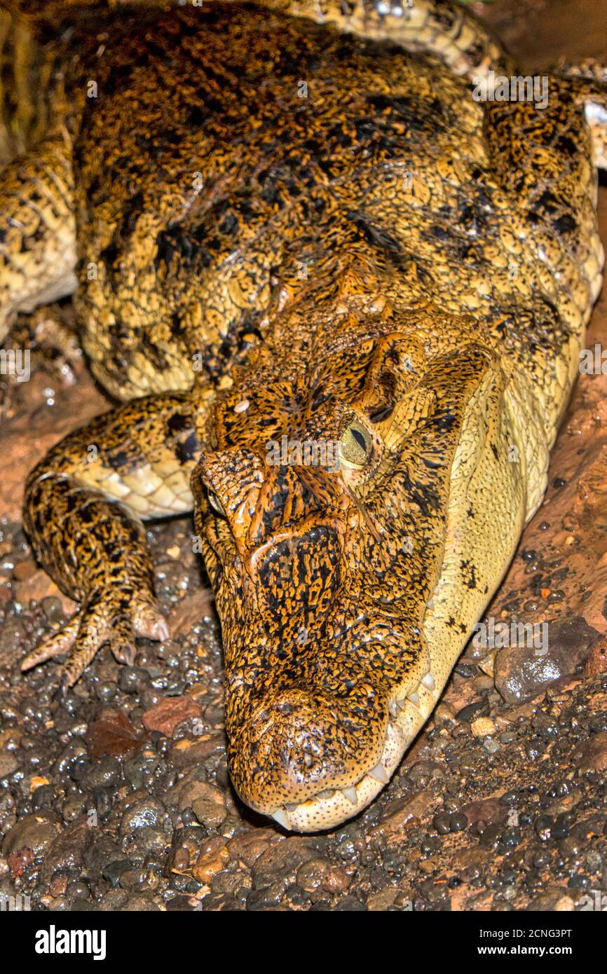 Spectacled Caiman, White Caiman, Common Caiman, Caiman crocodilus ...