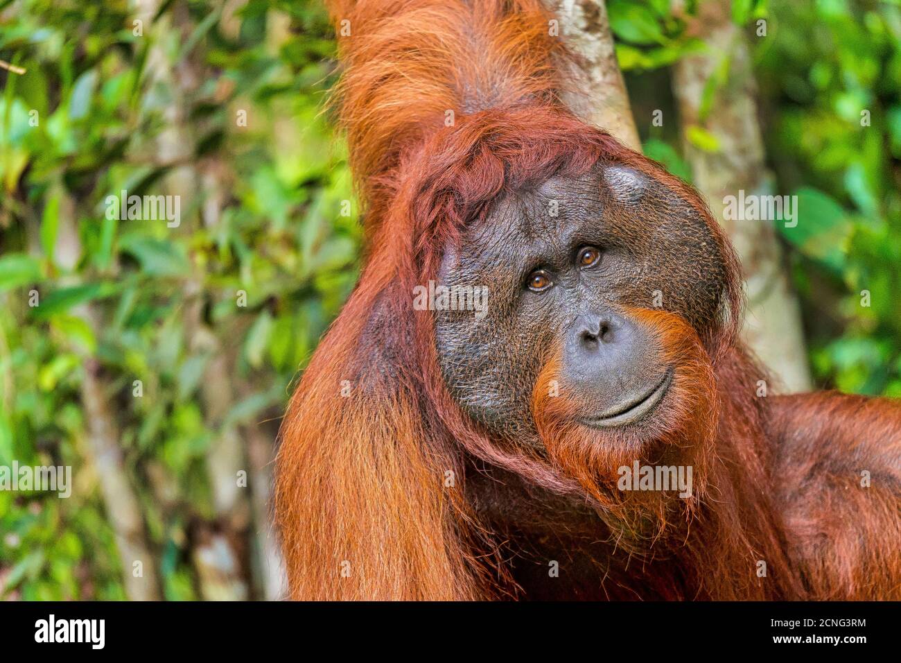 Orangutan, Pongo pygmaeus, Tanjung Puting National Park, Borneo ...