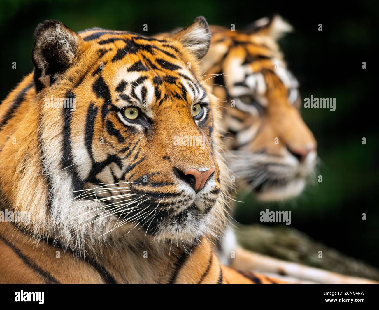 Sumatran tiger Panthera tigris sondaica CAPTIVE Stock Photo - Alamy