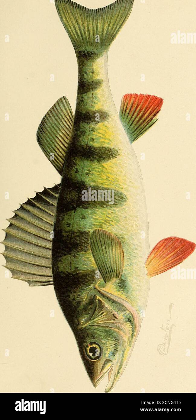 Weakfish hi-res stock photography and images - Alamy
