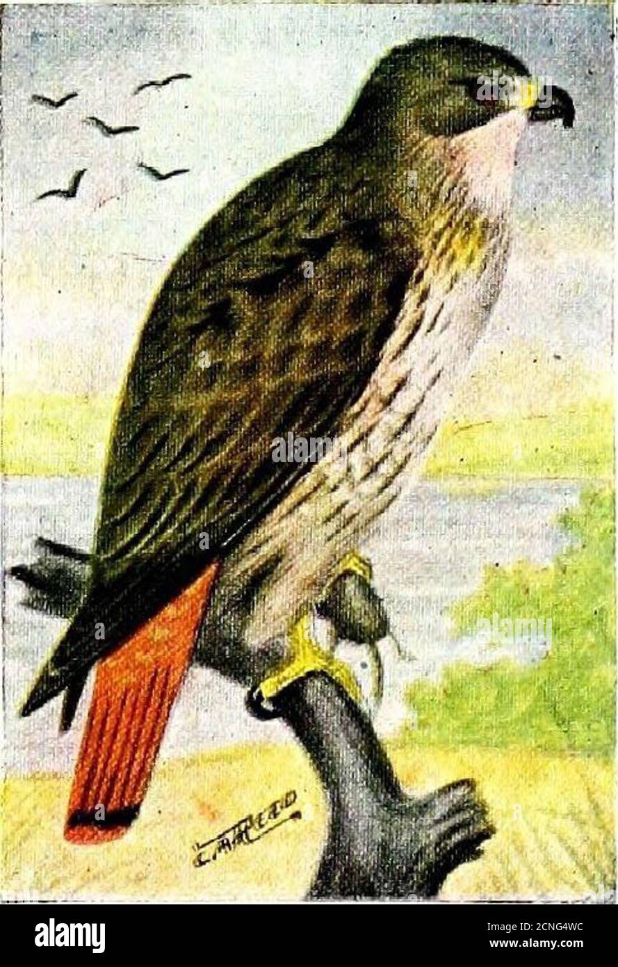 Red tailed hawk eggs hi-res stock photography and images - Alamy