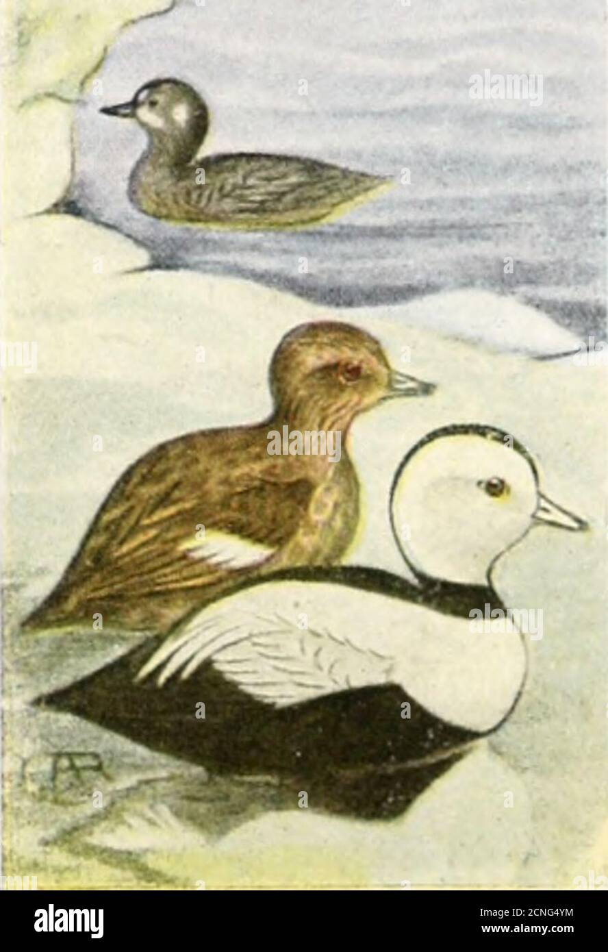 Whittake hi-res stock photography and images - Alamy