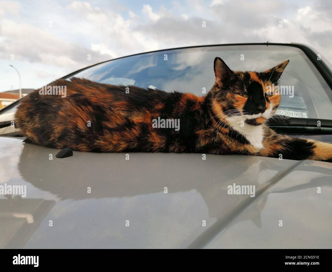 Closeup of an adorable calico cat on a grey car hood during daylight ...