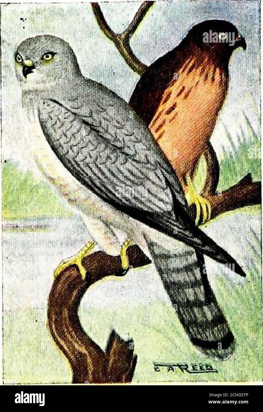 . The bird book, illustrating in natural colors more than seven hundred ...