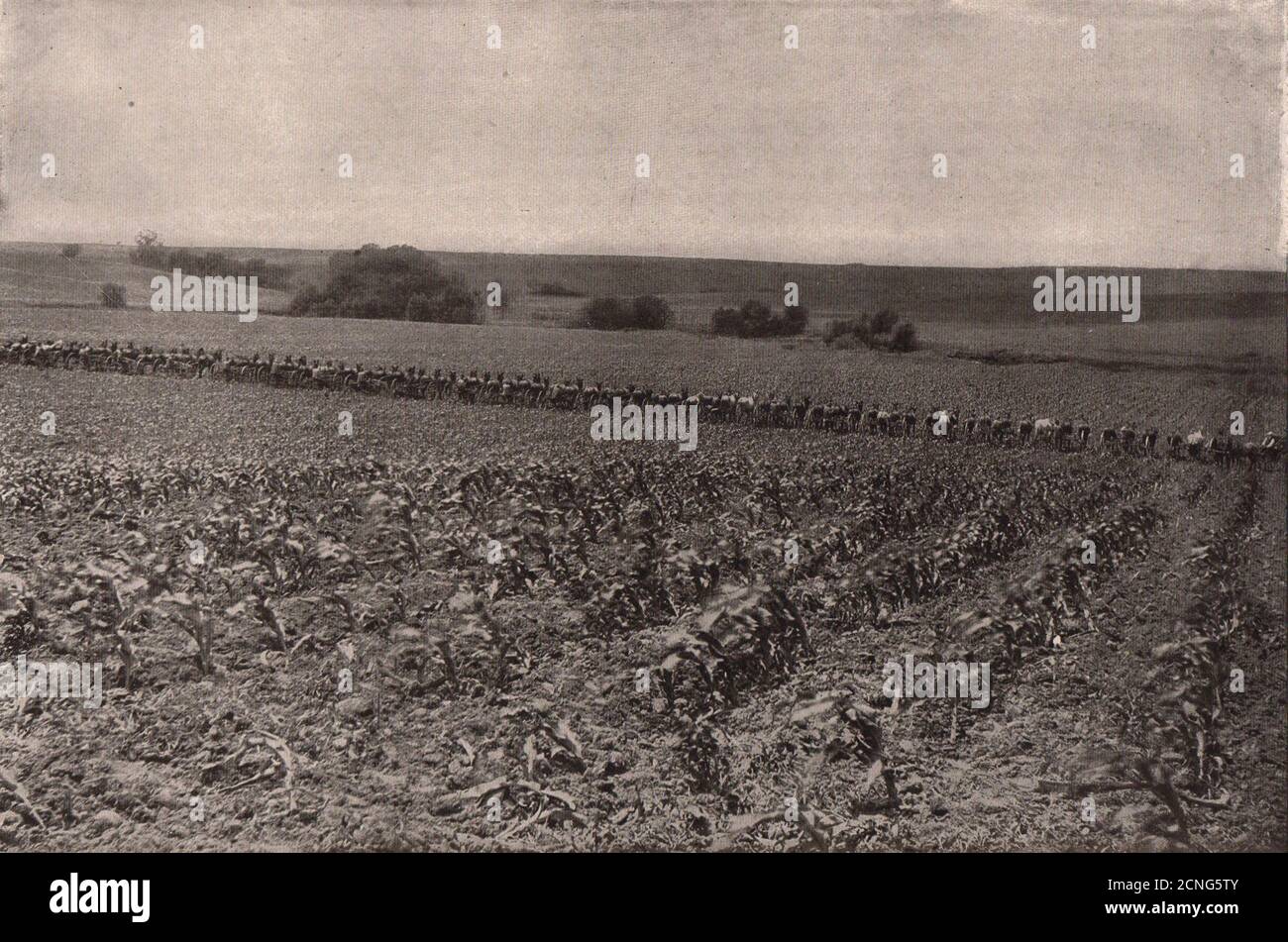 Twenty-Four Double-Row Cultivators in Operation. Farming 1903 old print ...