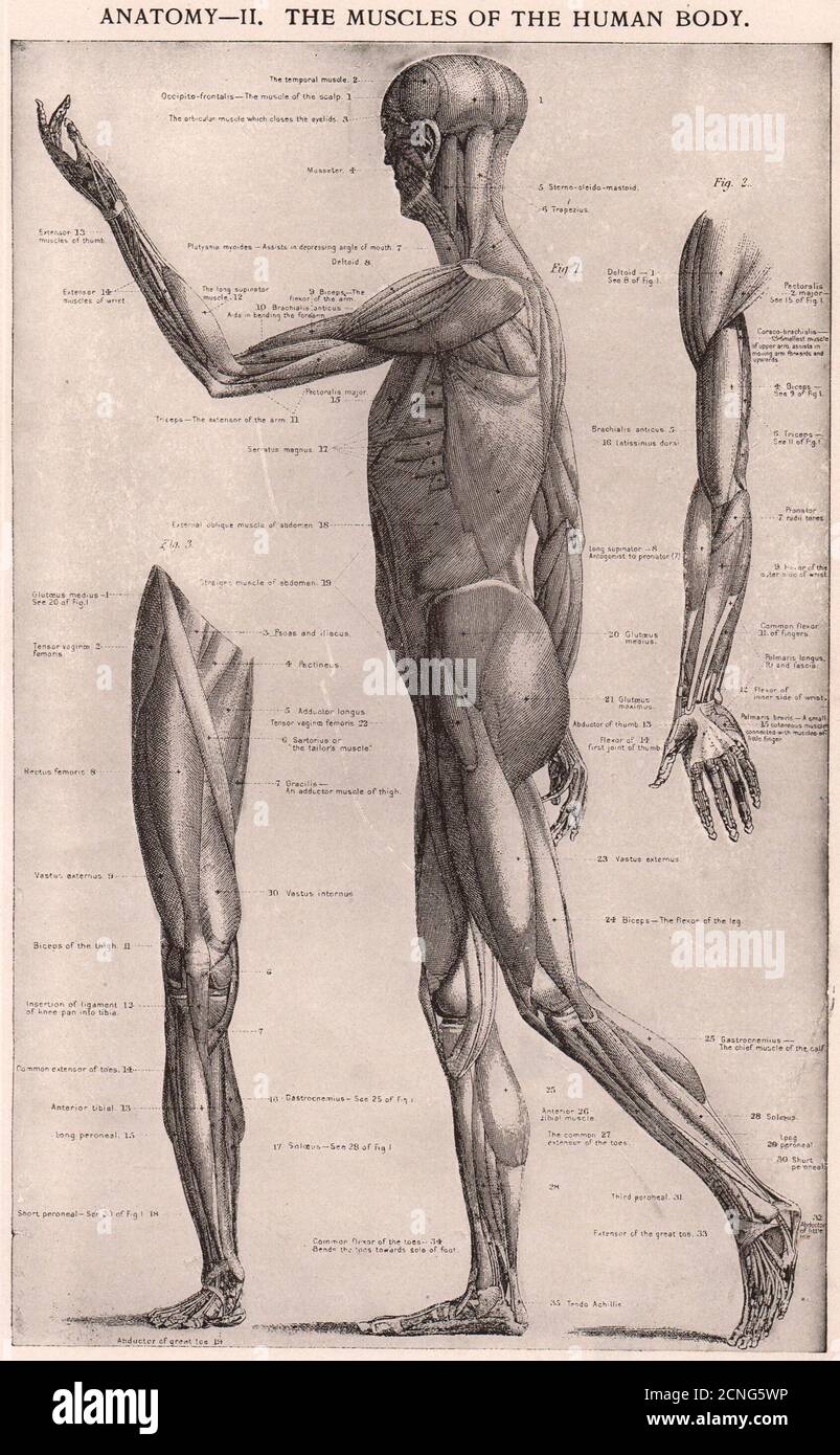 Anatomy-II. The Muscles of the Human Body. Anatomy 1903 old antique ...