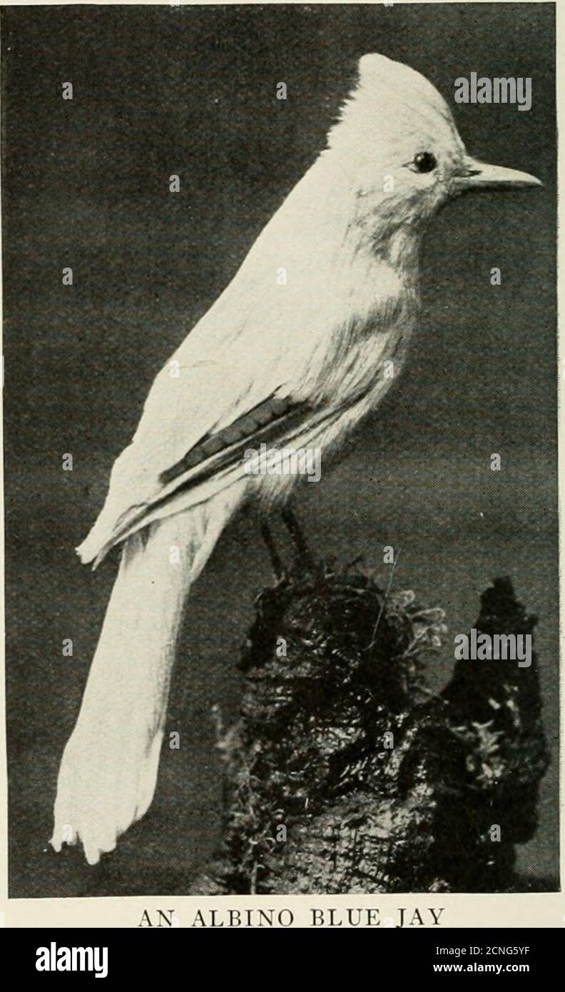 Robert t morris hi-res stock photography and images - Alamy