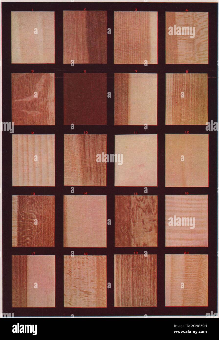 Black walnut white oak and white pine hi-res stock photography and ...