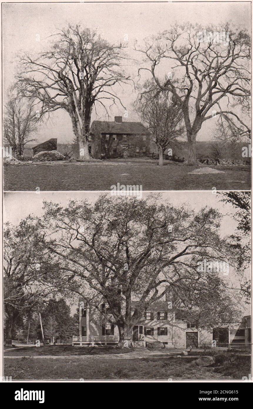 American elm trees hi-res stock photography and images - Alamy