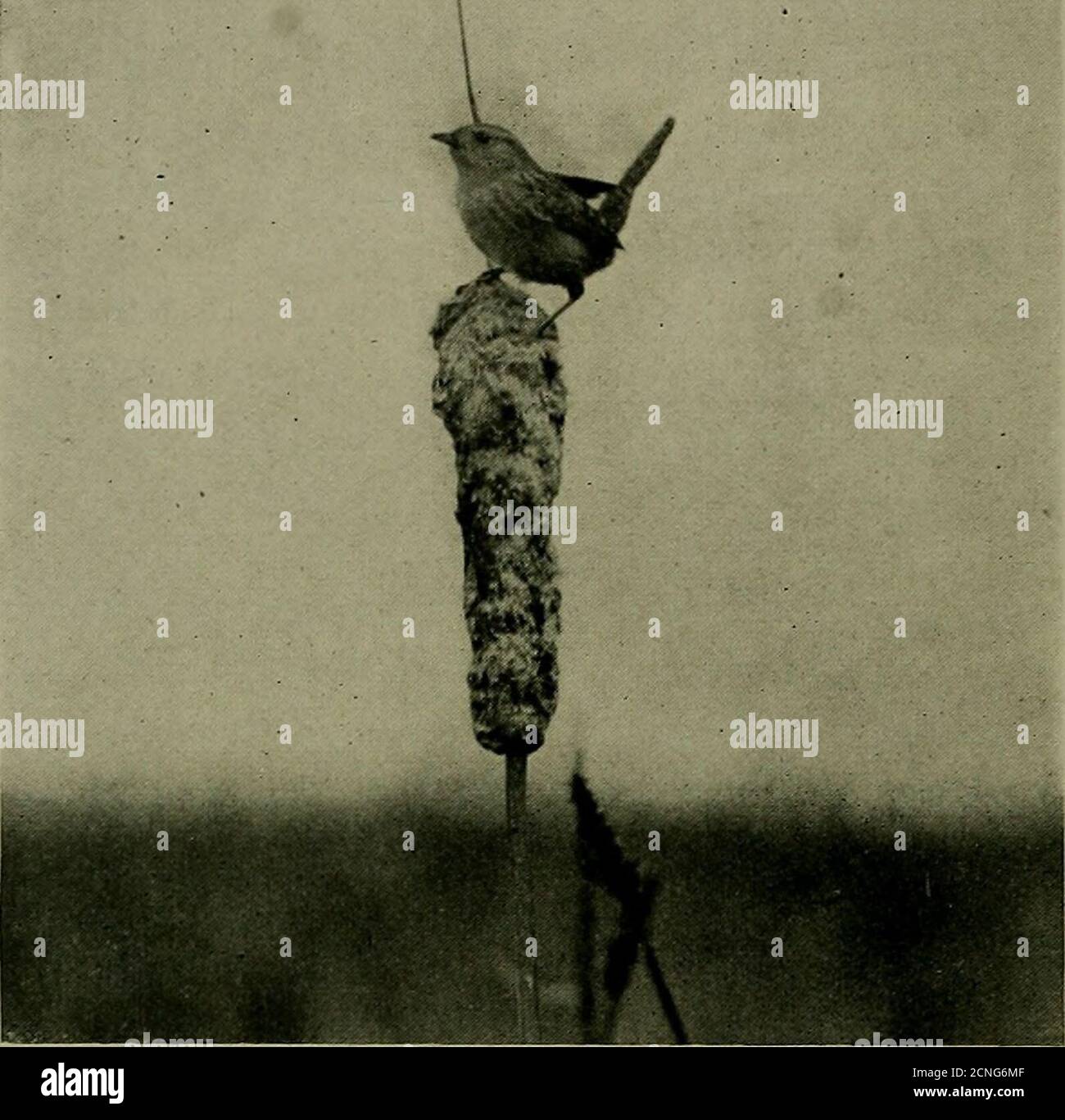 The short billed wren hi-res stock photography and images - Alamy