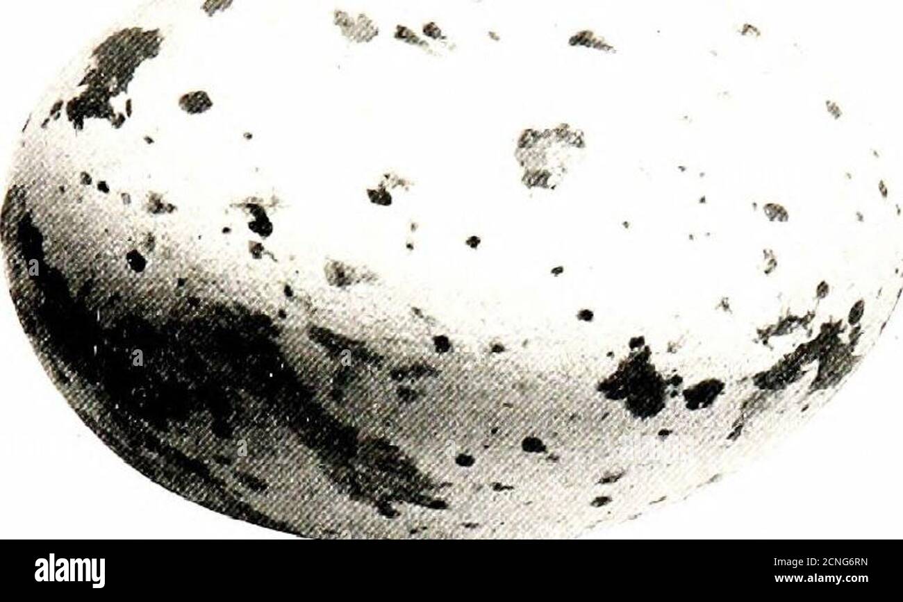 Hundred year old eggs hi-res stock photography and images - Alamy