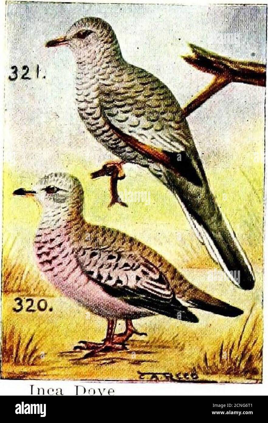 . The bird book, illustrating in natural colors more than seven hundred ...