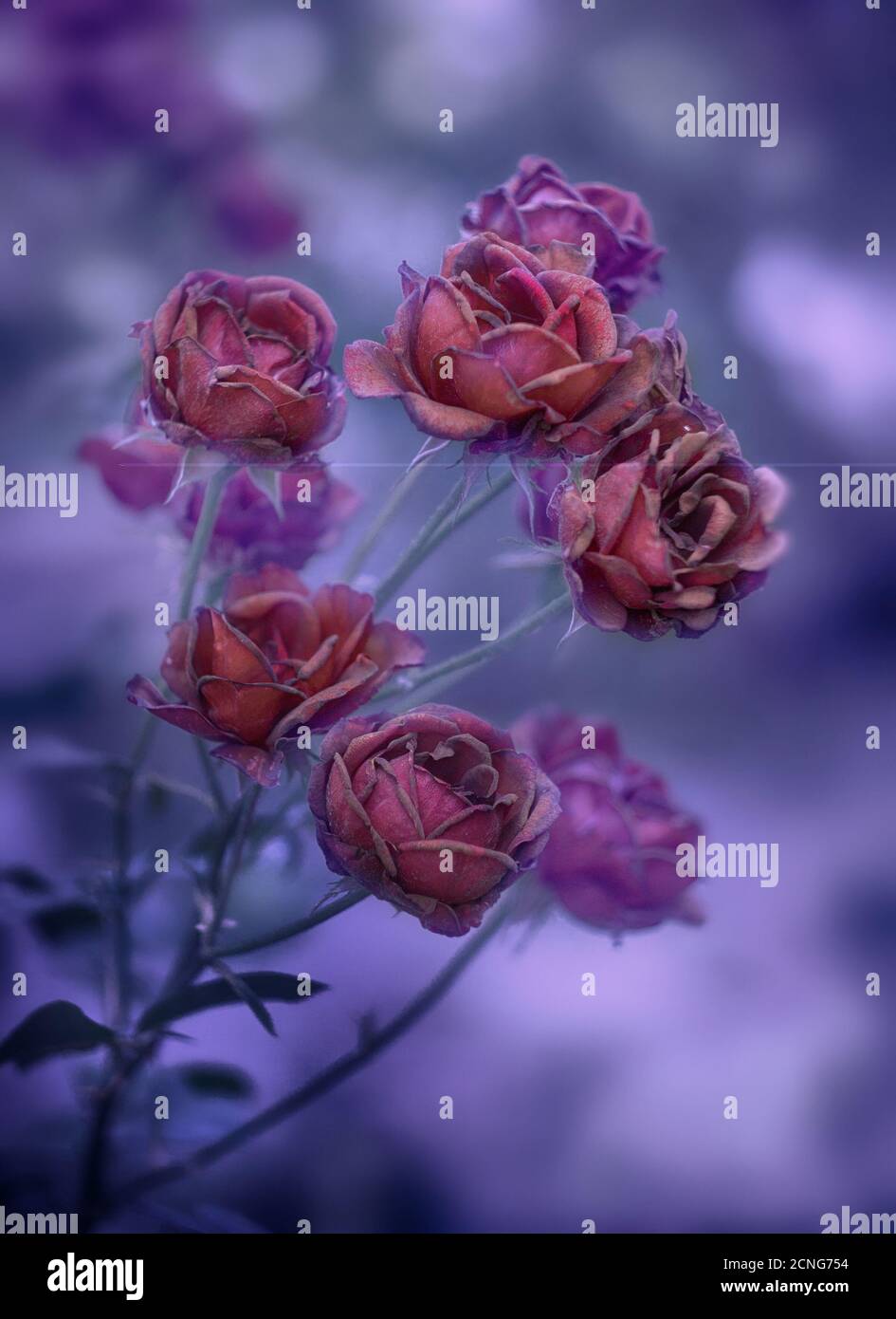 wild rose flowers Stock Photo - Alamy