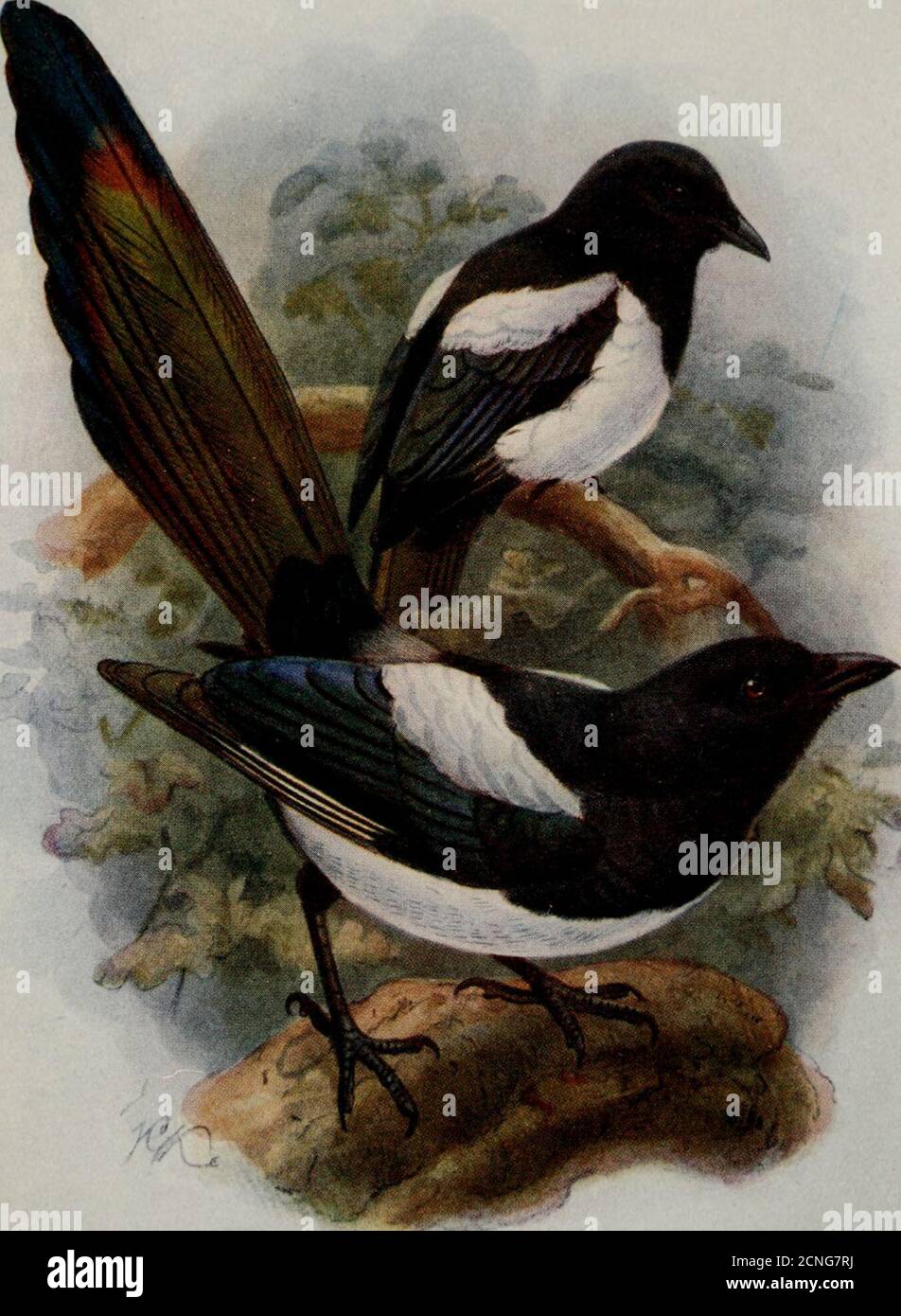 Black malar hi-res stock photography and images - Alamy