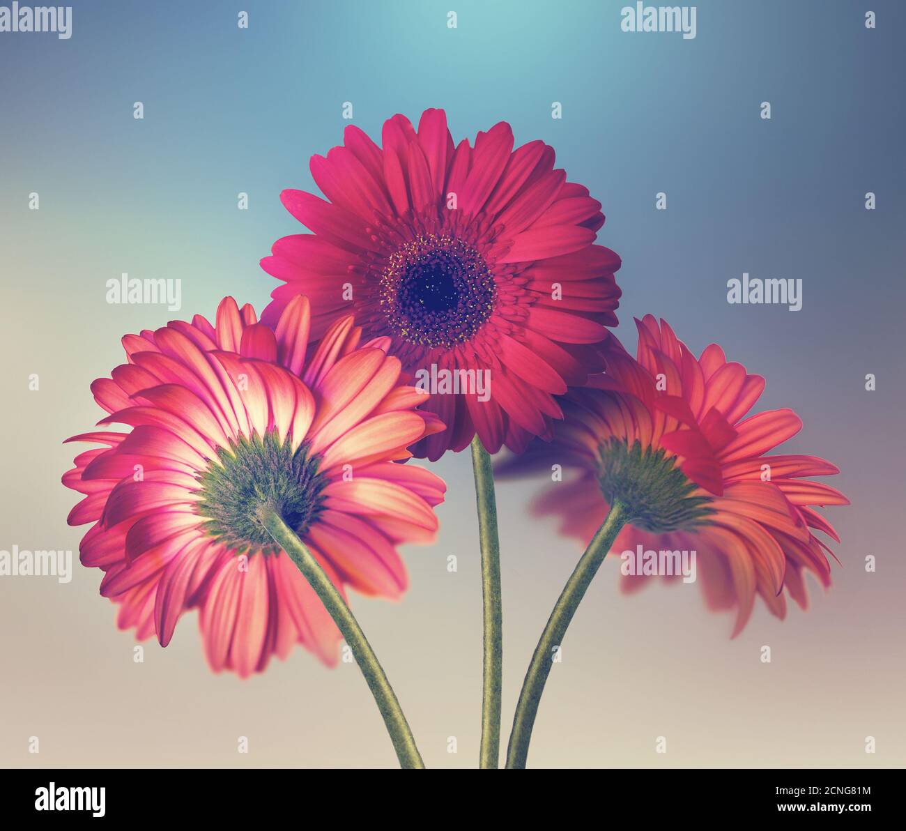 Gerbera stem hi-res stock photography and images - Alamy