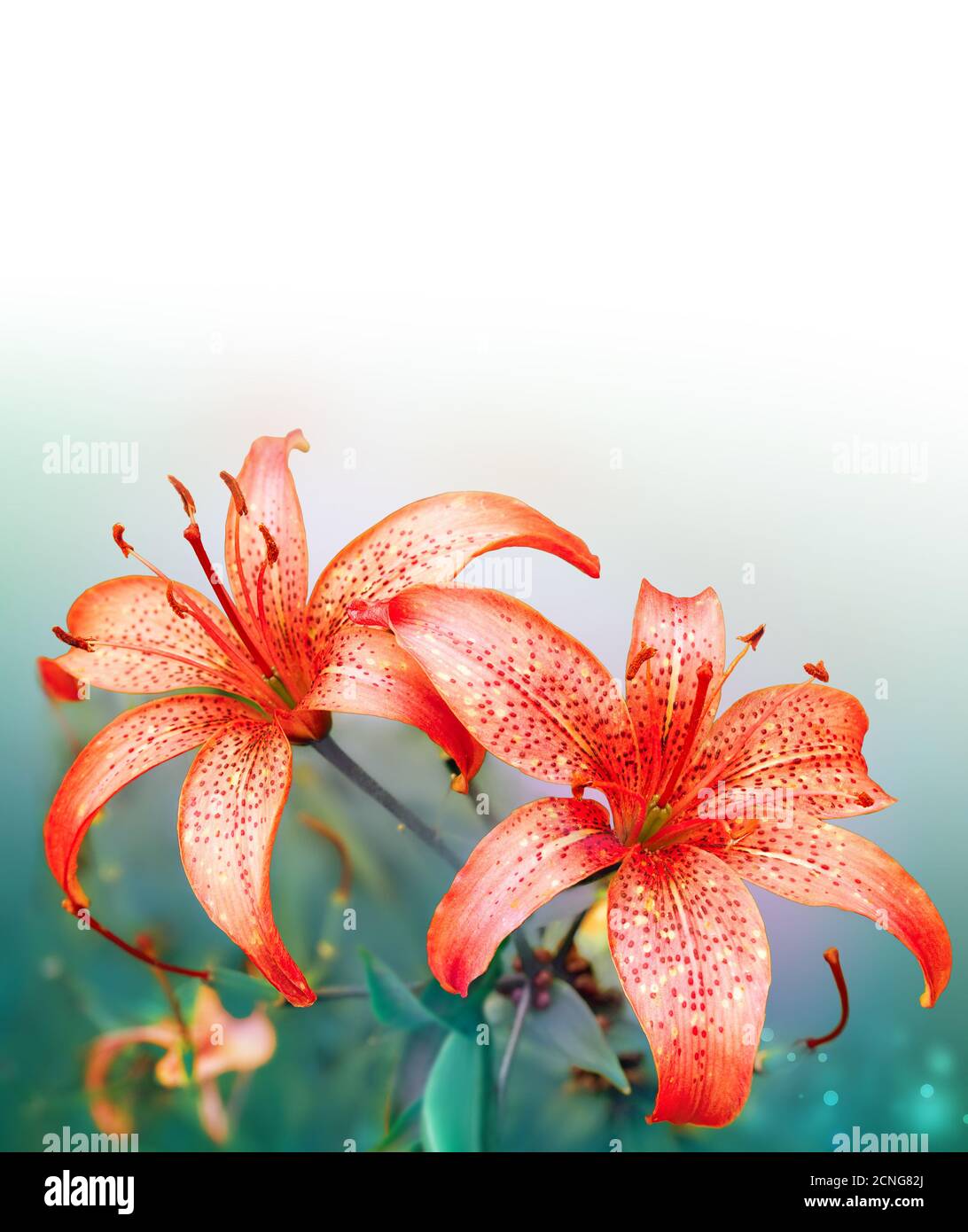 Red lilies hi-res stock photography and images - Alamy