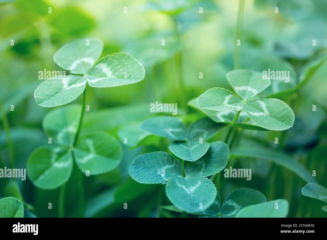 Clover leaves hi-res stock photography and images - Alamy