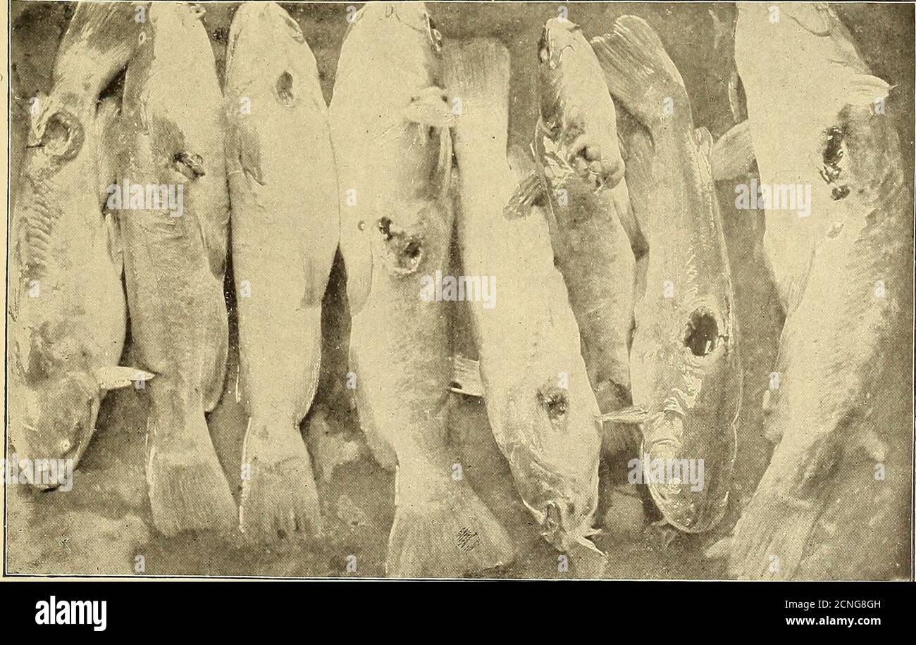 Horned pout hi-res stock photography and images - Alamy