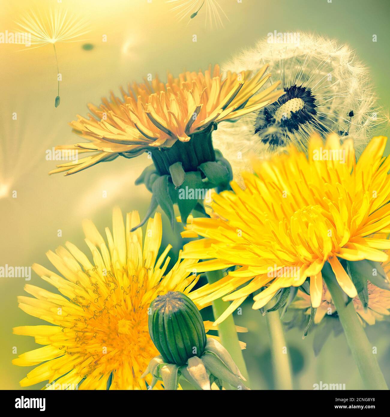 Dandelions background hi-res stock photography and images - Alamy