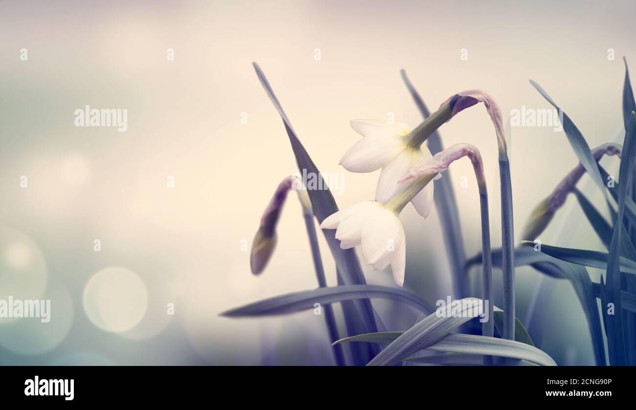 abstract spring background Stock Photo - Alamy