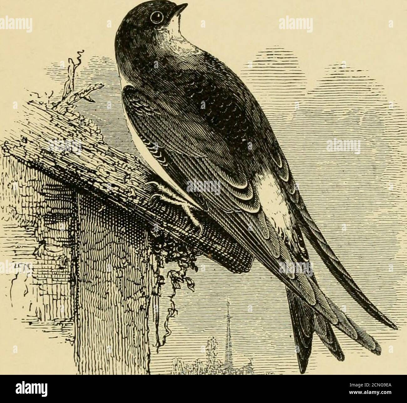 . The birds of Shakespeare . res birds his references ^ Merchant of ...