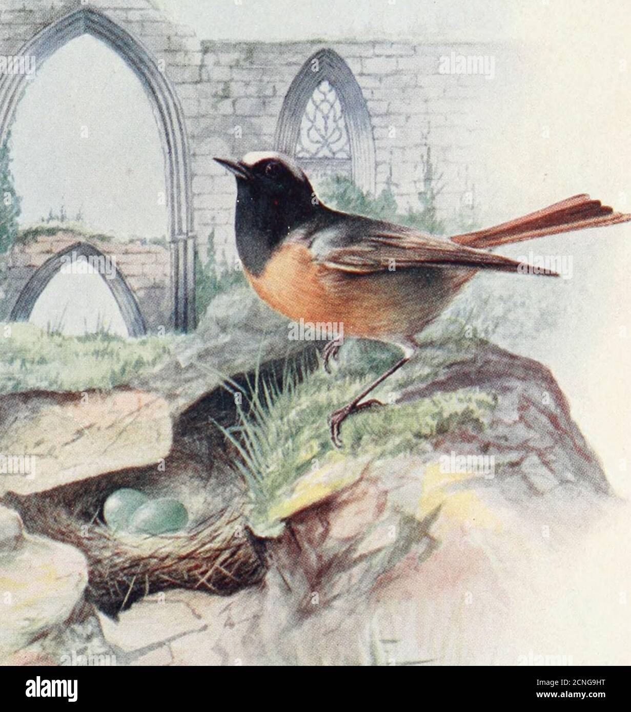 Confused bird species hi-res stock photography and images - Alamy