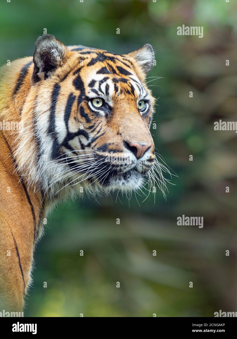 Sunda island tiger hi-res stock photography and images - Alamy