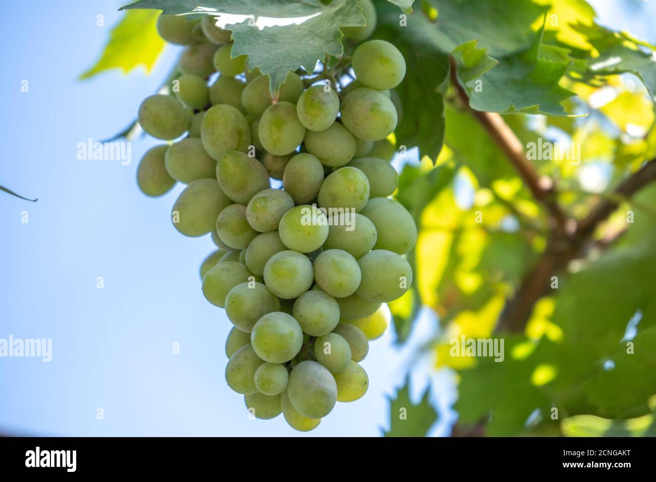 light green wine grape on a bush, summer harvest Stock Photo - Alamy