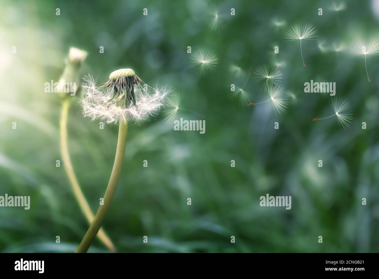 natural background with dandelion Stock Photo - Alamy