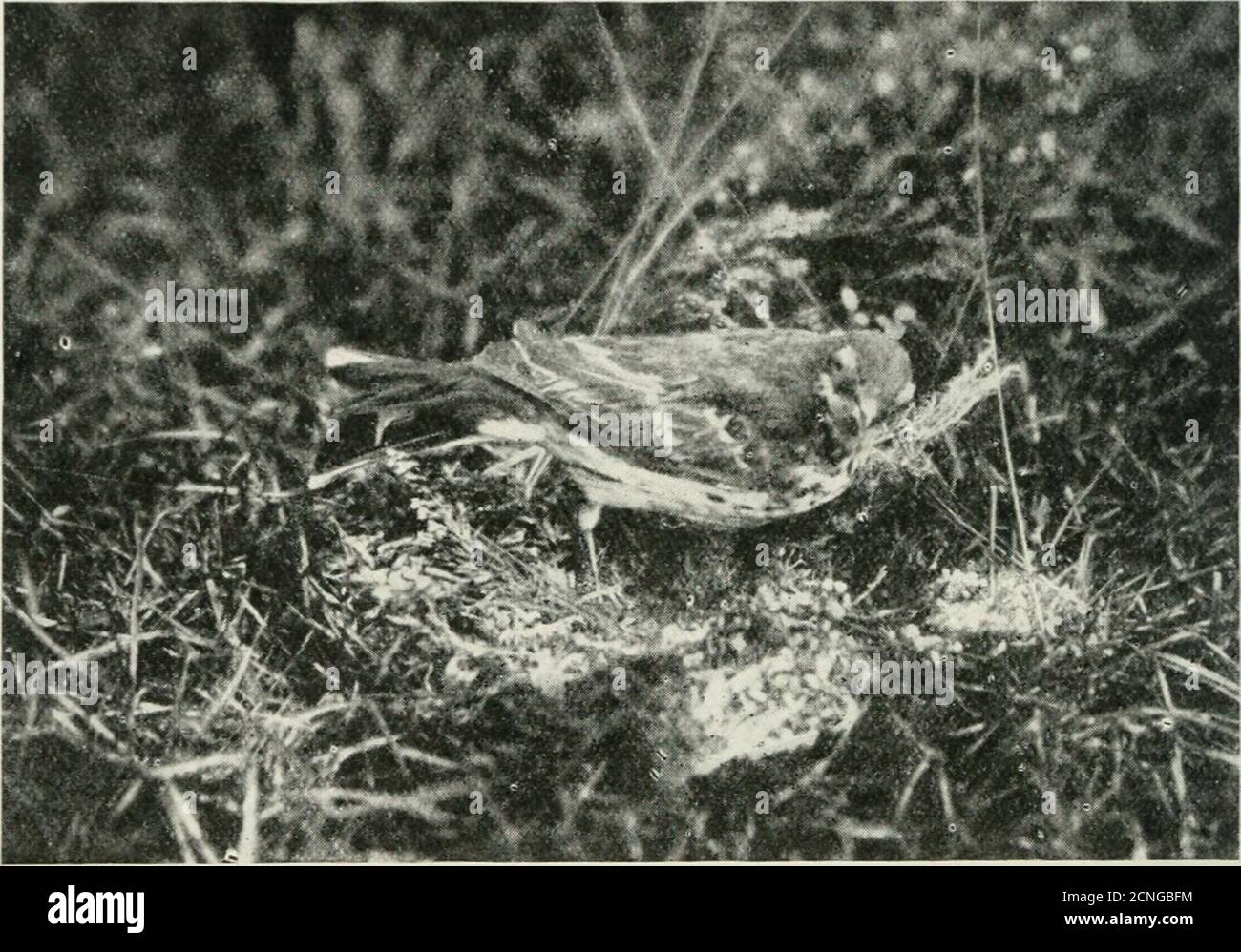 Rising larks hi-res stock photography and images - Alamy
