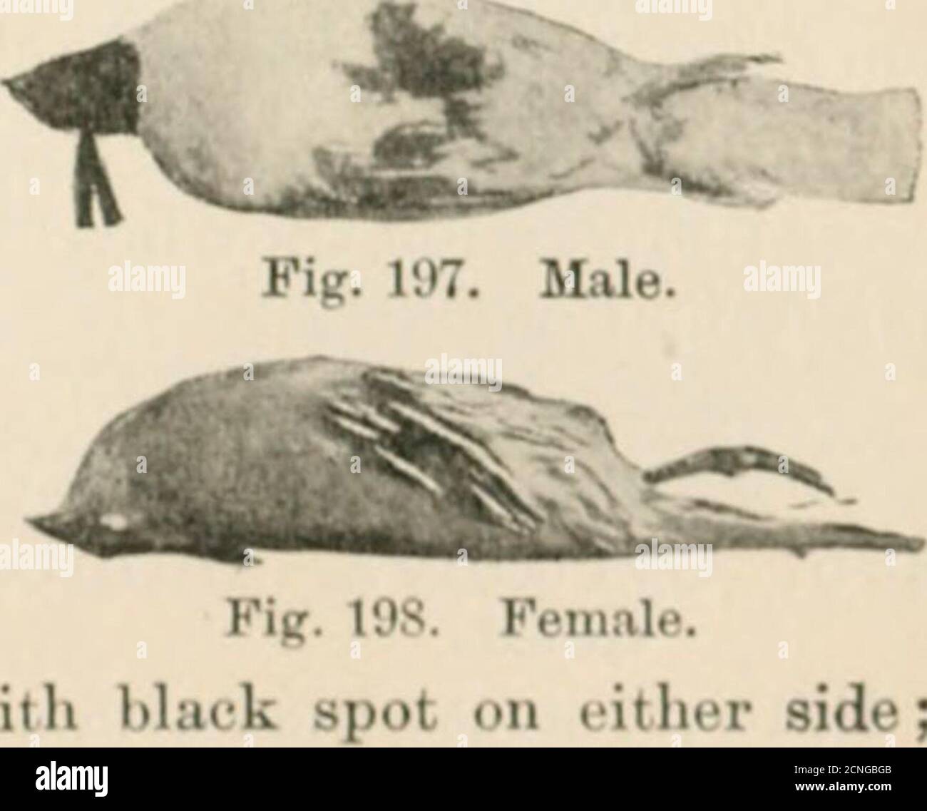 Birds without borders hi-res stock photography and images - Alamy