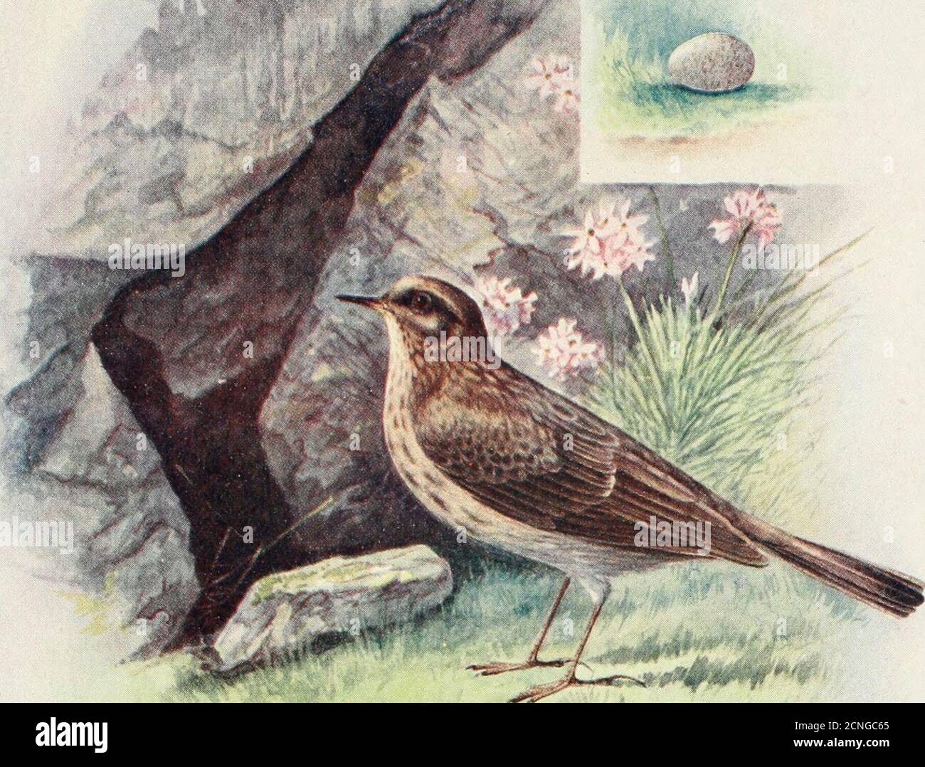 Meadow pipit eggs hi-res stock photography and images - Alamy